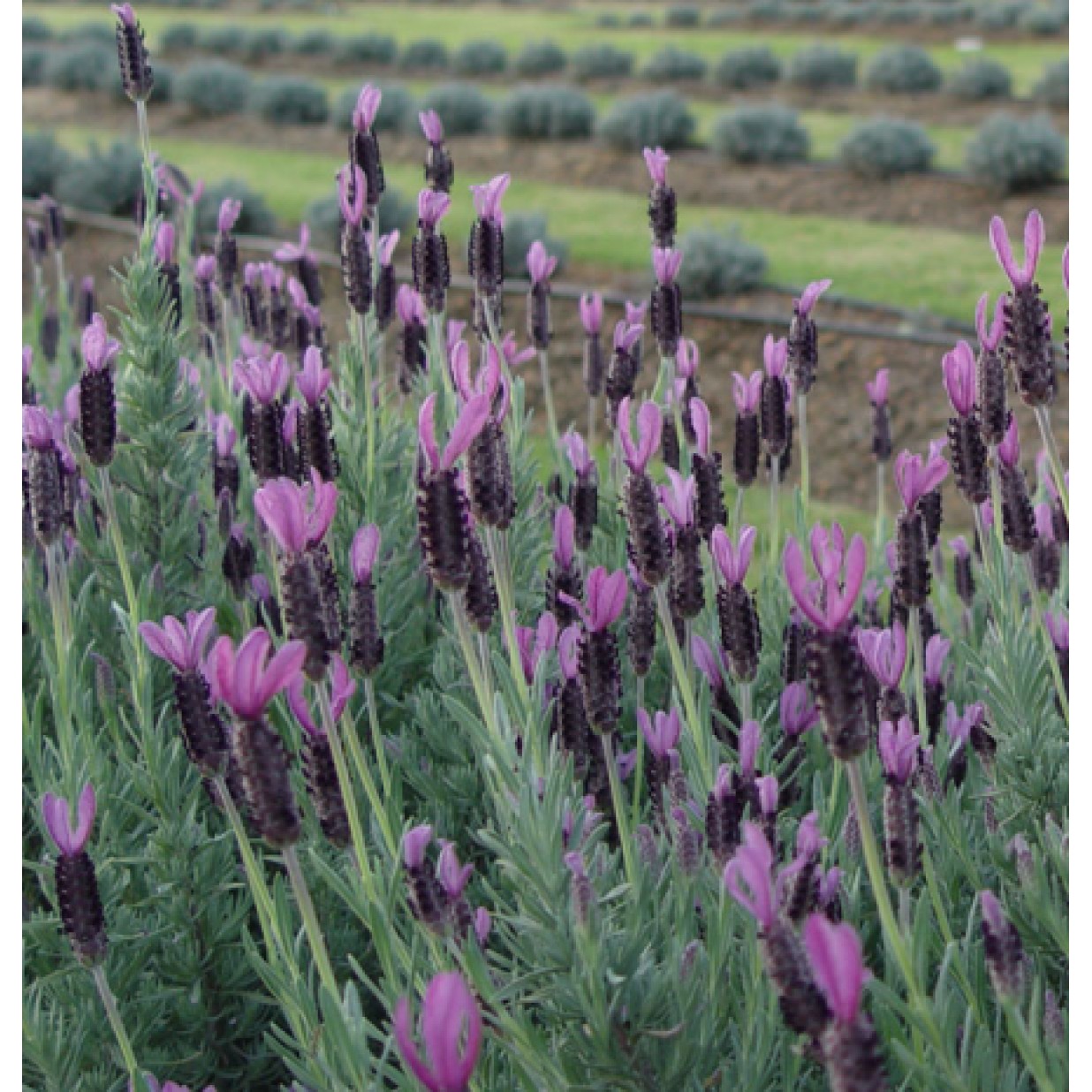 Avonview Lavender