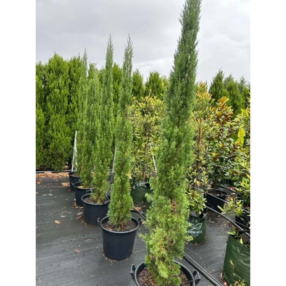 Buy Glauca Pencil Pines Online | Cupressus sempervirens Glauca | Egardens