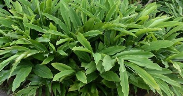 Alpinia ginger plants