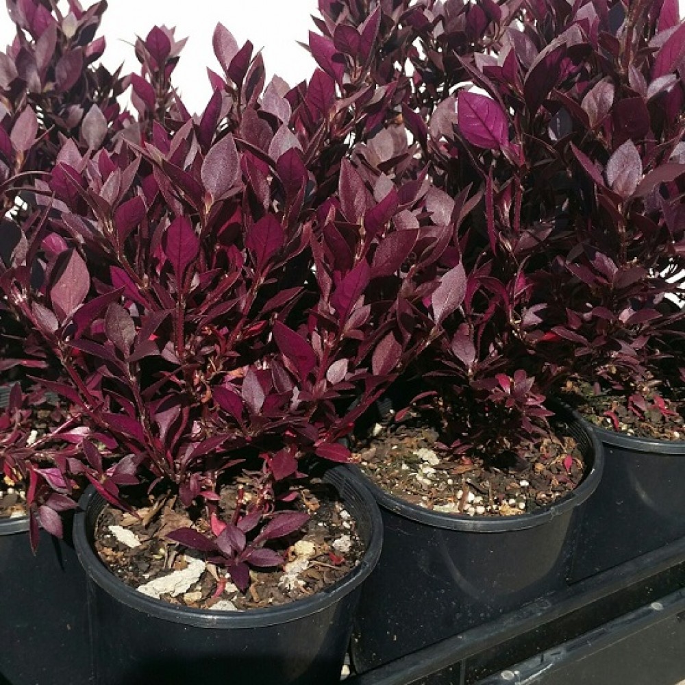 Alternanthera dentata 'Little Ruby'
