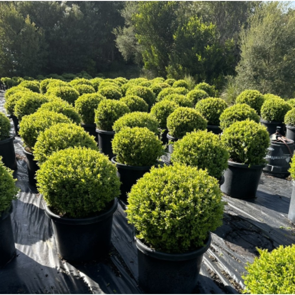 Buxus topiary balls