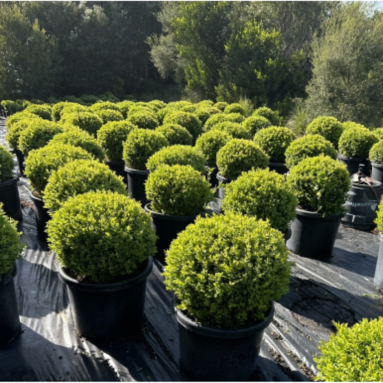 Buxus topiary balls