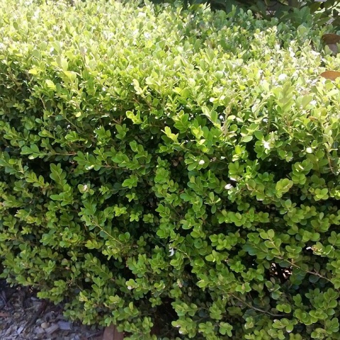 Egardens