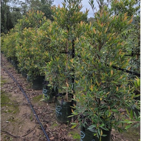 Evergreen Trees Australia