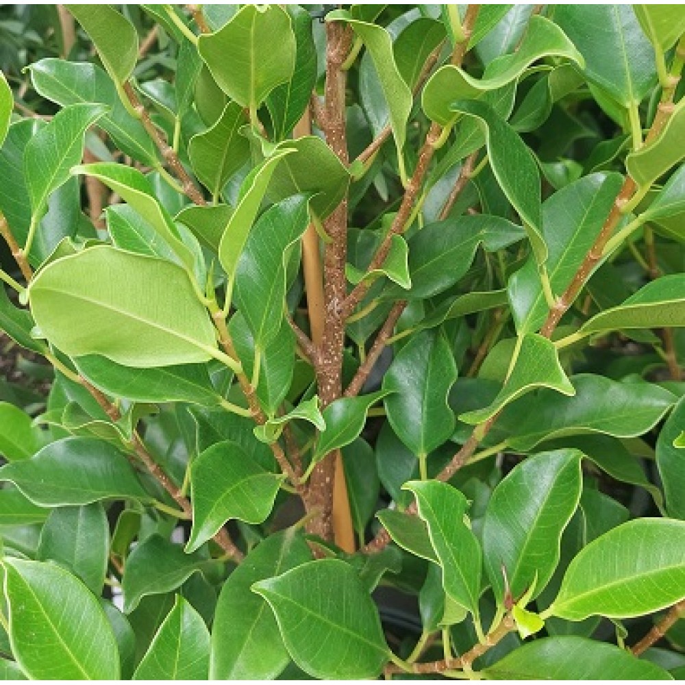 Buy Ficus Flash Online | Fast-Growing Hedging & Screening | Egardens