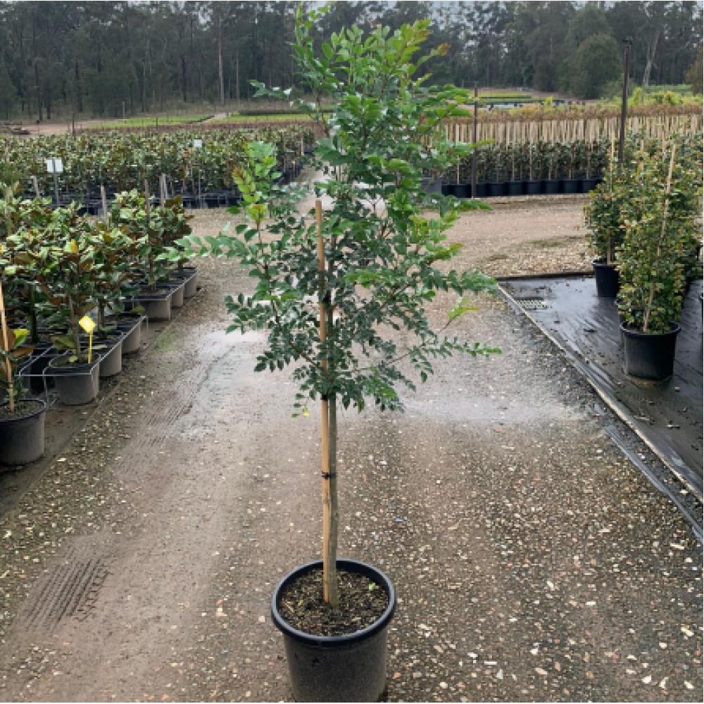 Evergreen Ash Tree
