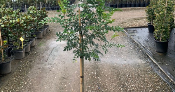 Evergreen Ash Tree