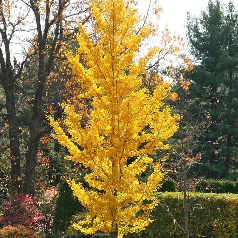 Ginkgo biloba Maidenhair Tree