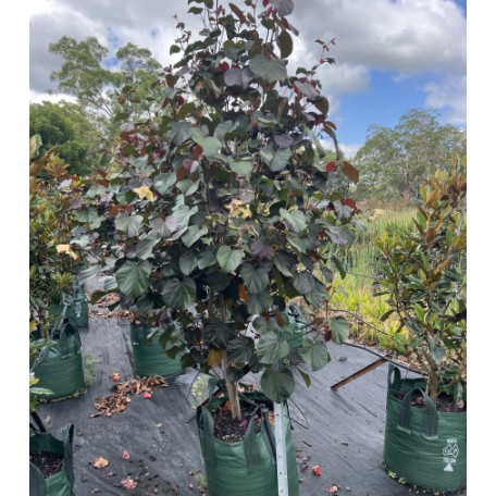 Evergreen Trees Australia