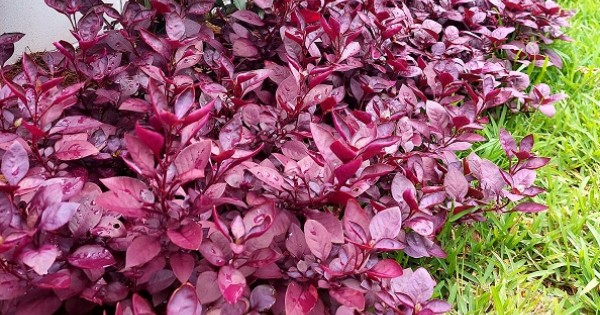 Alternanthera dentata 'Little Ruby'