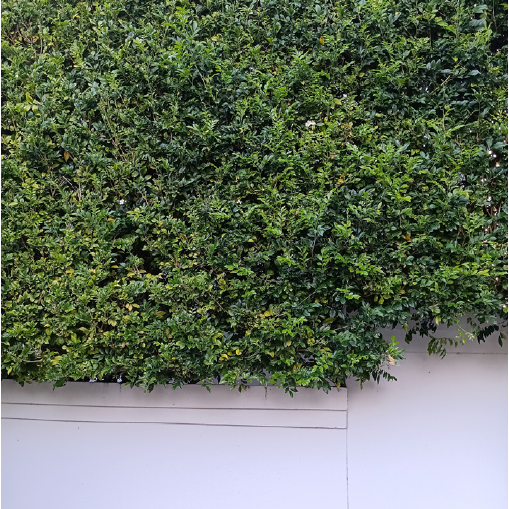 Murraya Orange Jasmine Hedging Plants