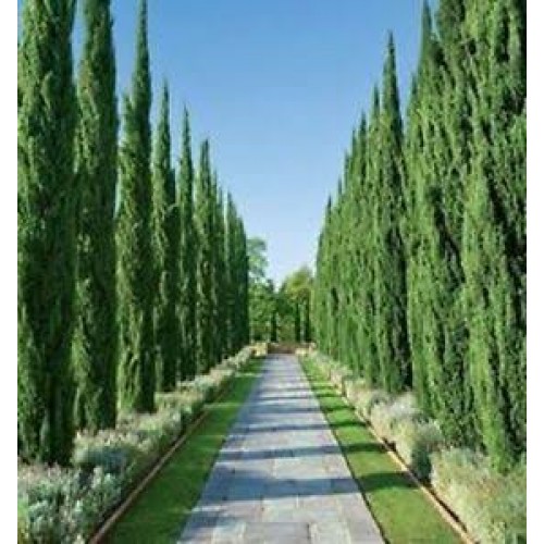 Plants for Narrow Gardens