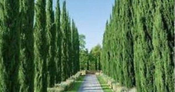 Plants for Narrow Gardens