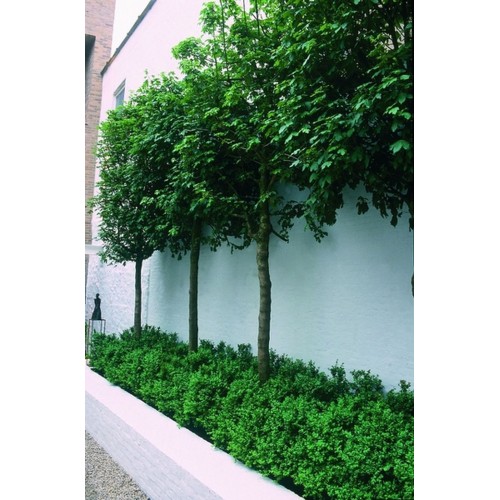 How to Pleach and Clear Trunk your Hedges and Trees