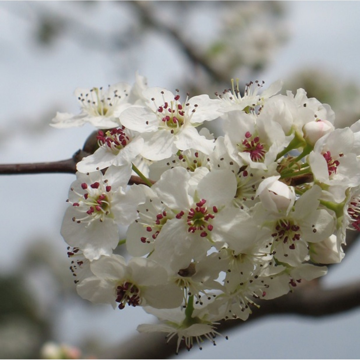 Pyrus ussuriensis - Manchurian Pear