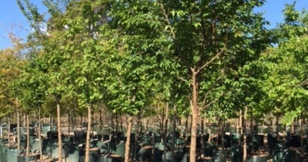 Ulmus parvifolia Todd