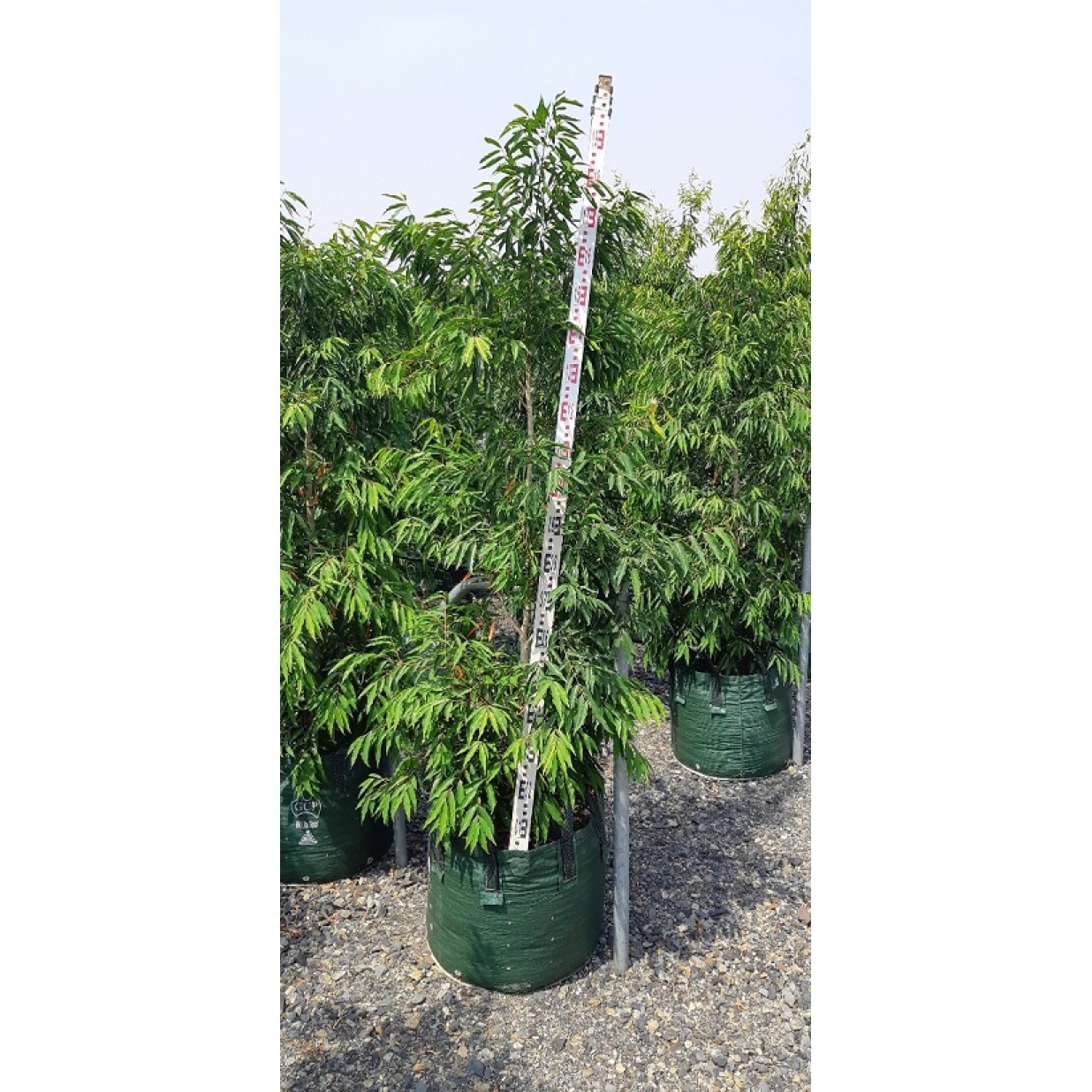 Waterhousea Lilly Pilly for tall Hedging and Screening