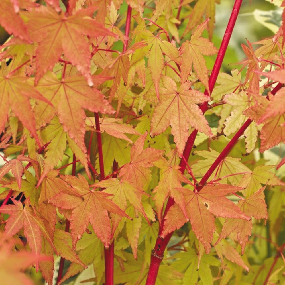 Acer palmatum 'Sango Kaku' - Coral Bark Maple, Japanese Maple