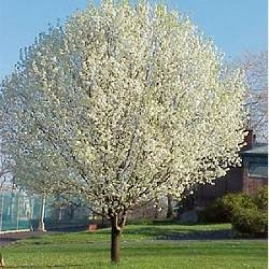 Pyrus nivalis - Snow Pear