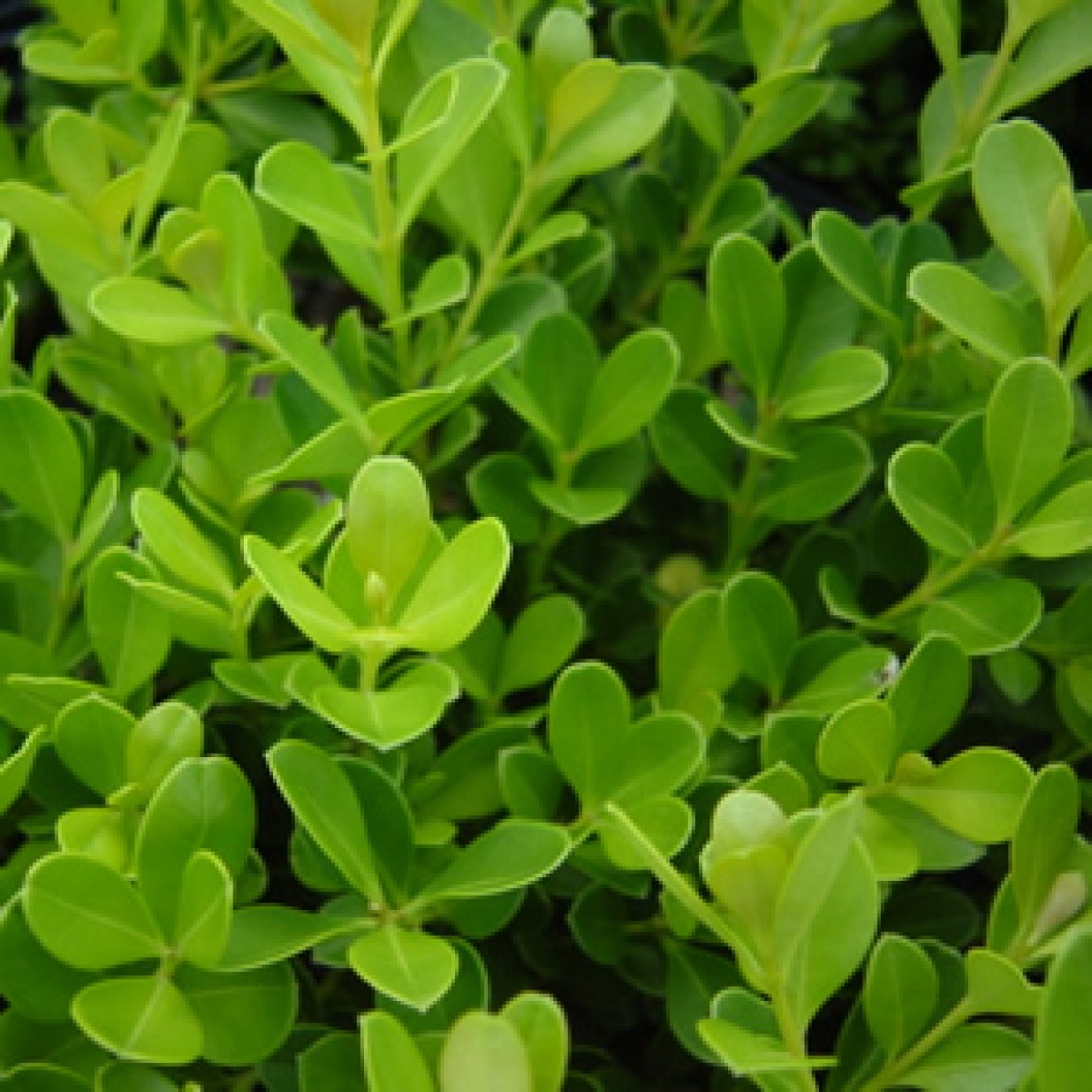 Buxus Japanese Box Hedge