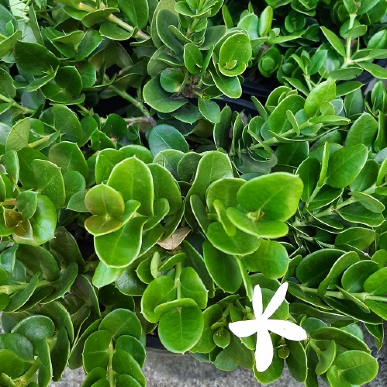 Carissa Desert Star - Natal Plum