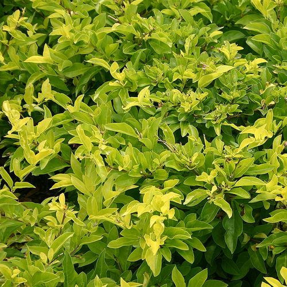 Duranta repens 'Sheenas Gold' - Golden Dewdrop