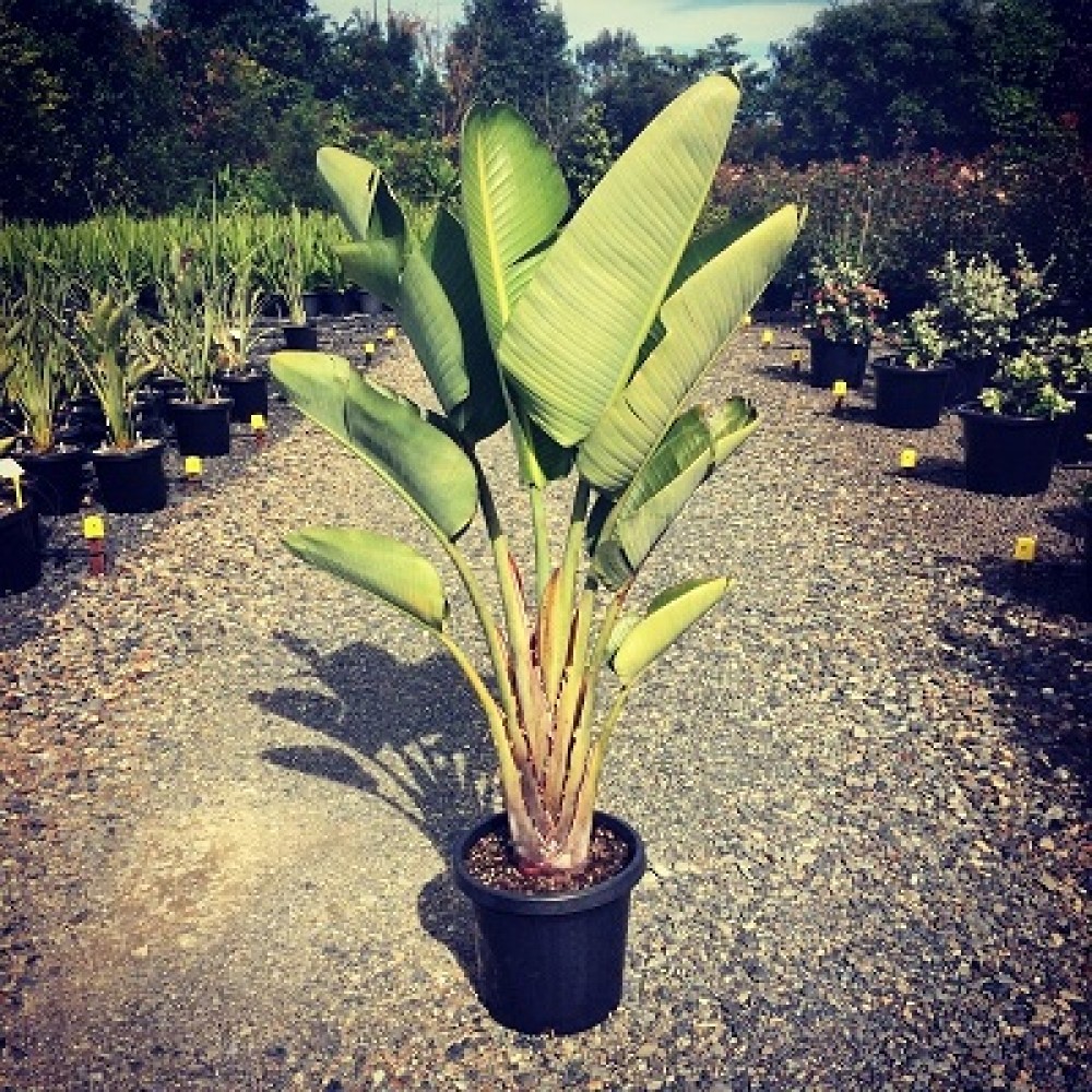 Strelitzia nicholai - Giant White Bird of Paradise