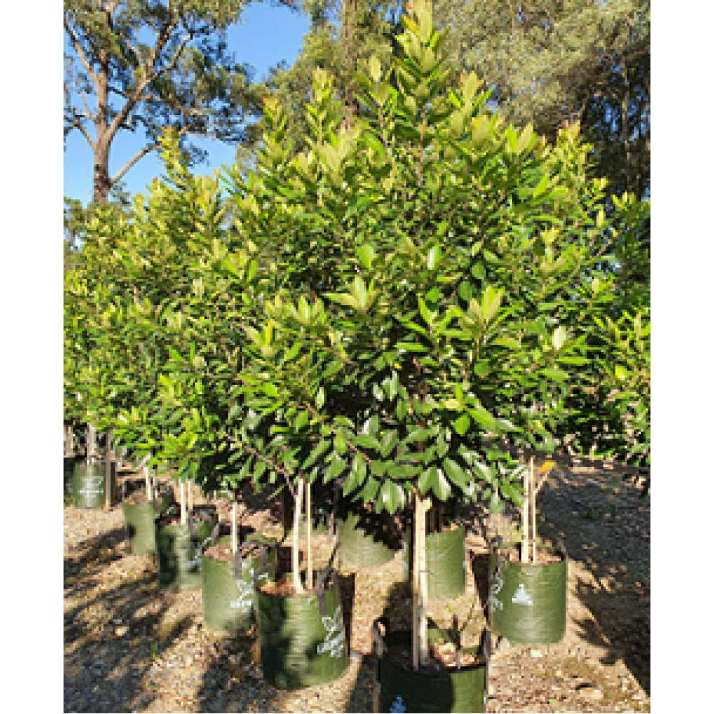 Tristaniopsis laurina 'Luscious' - Luscious water gum