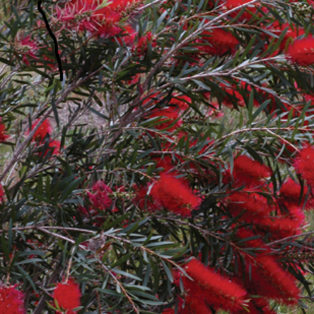 Callistemon 'Kings Park Special' - Callistemon
