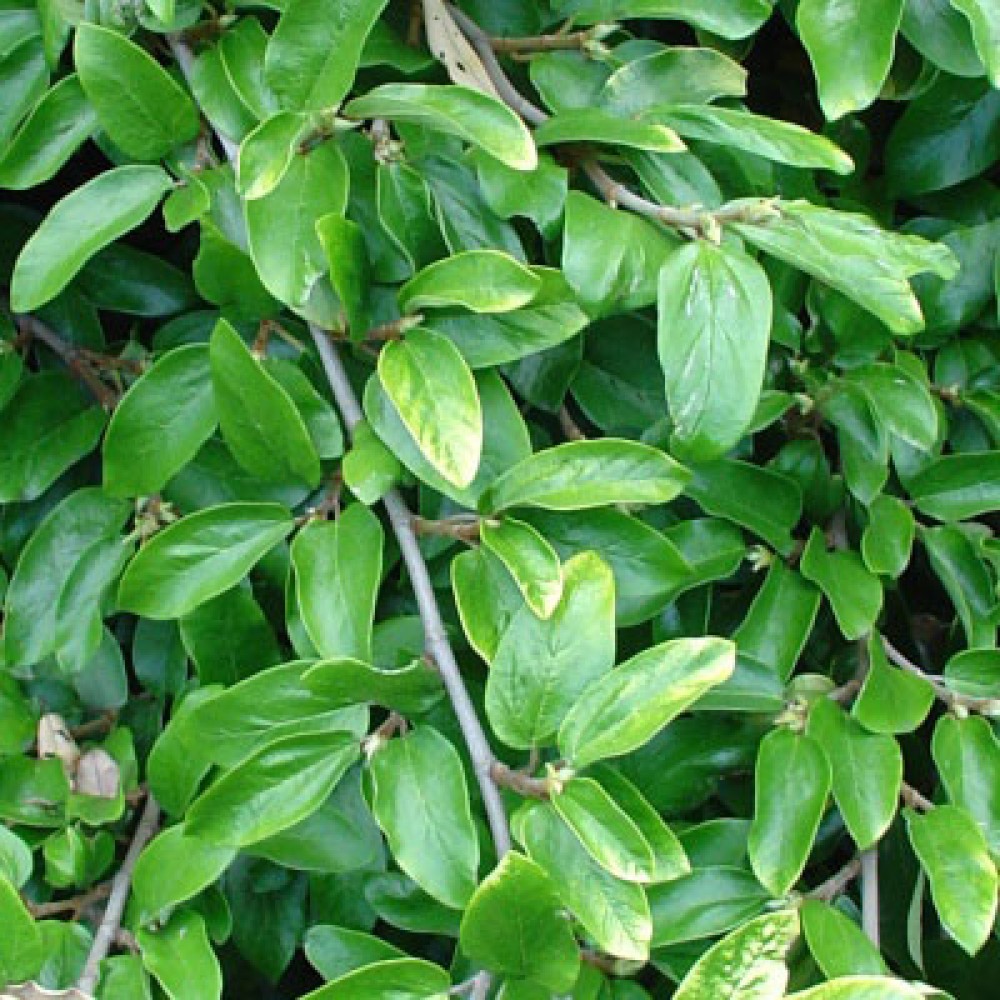 Ficus pumila - Creeping Fig Vine