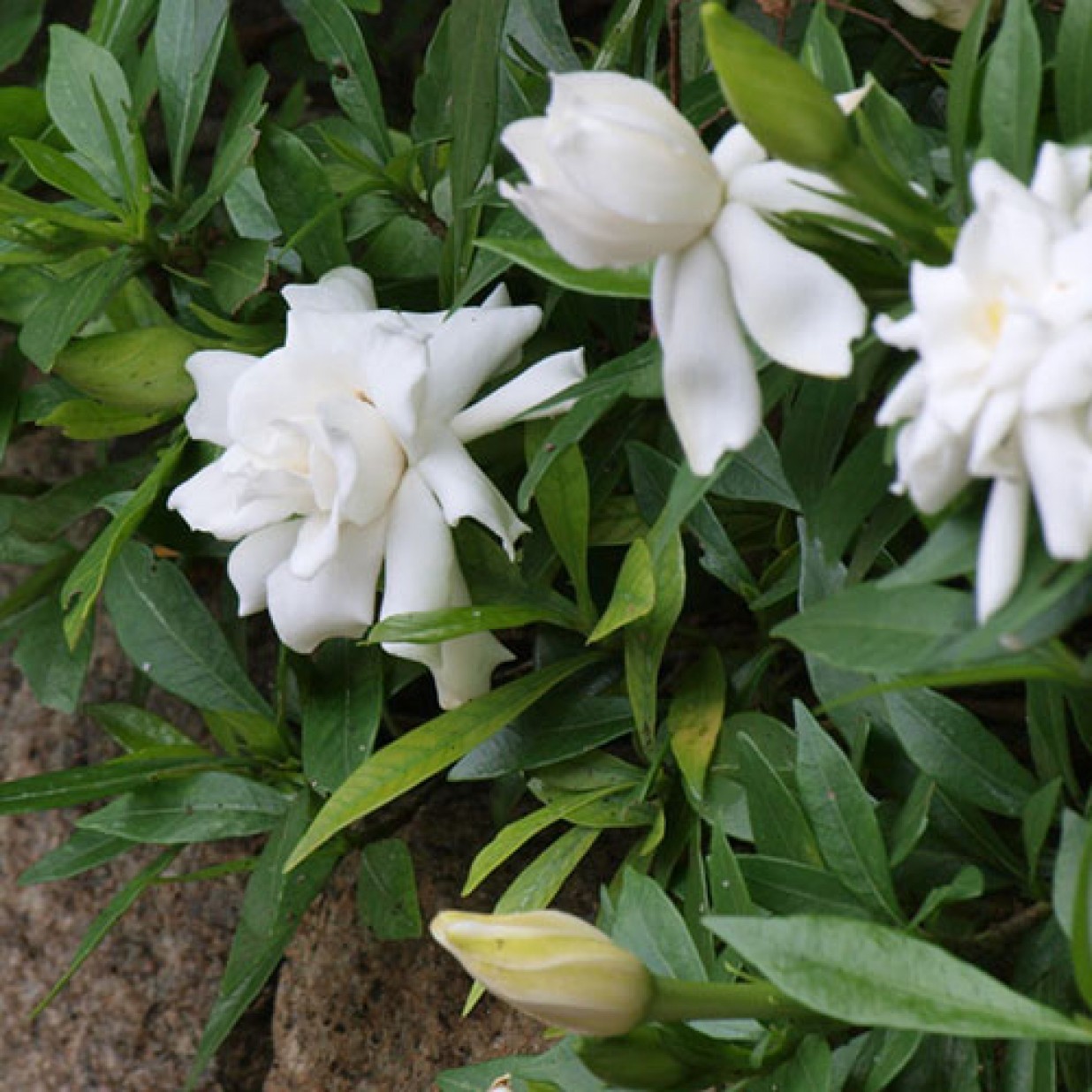 Gardenia augusta 'Radicans' - Ground Cover Gardenia