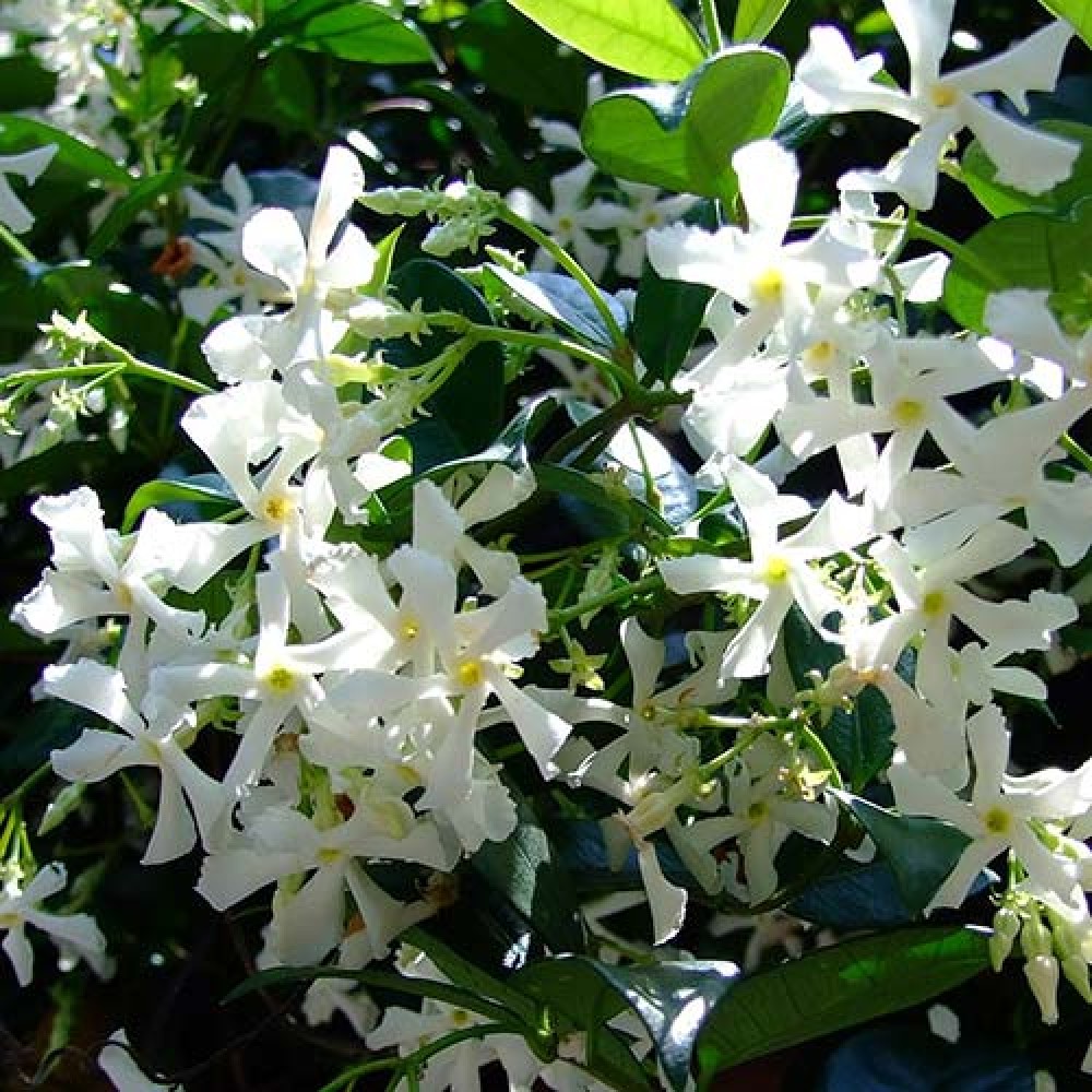 Star Jasmine Vine Plant Trachelospermum Jasminoides