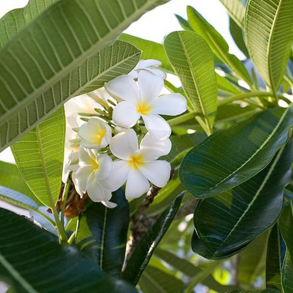 Frangipani Trees