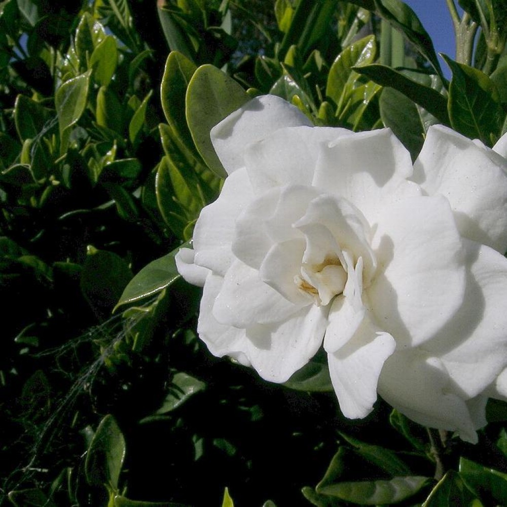 Gardenia augusta 'Florida' - Gardenia