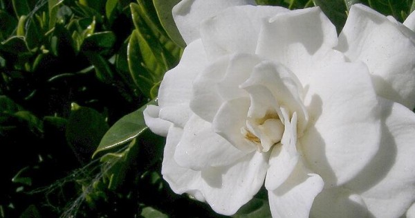 Gardenia augusta 'Florida' - Gardenia
