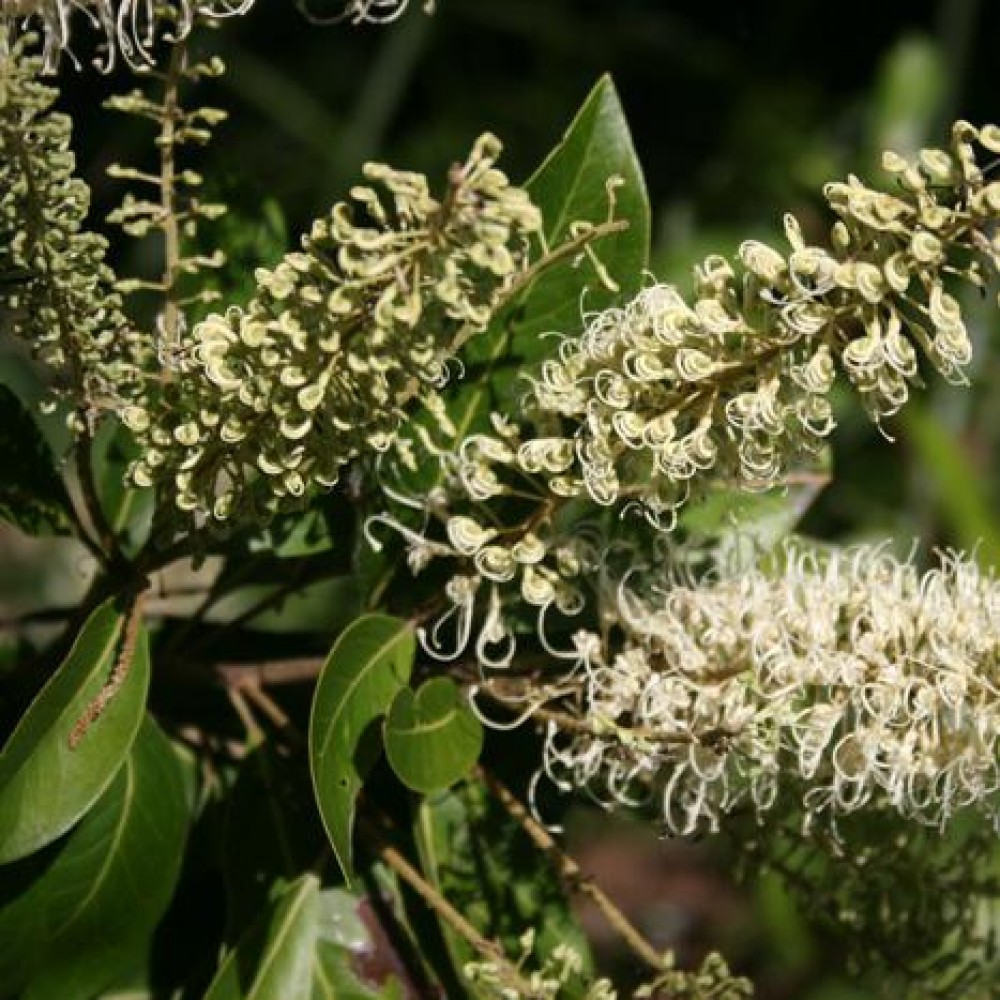 Buckinghamia celsissima - Ivory Curl Tree