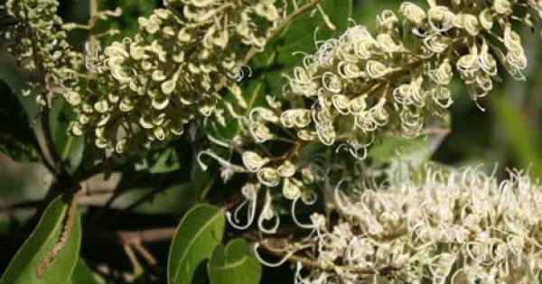 Buckinghamia celsissima - Ivory Curl Tree