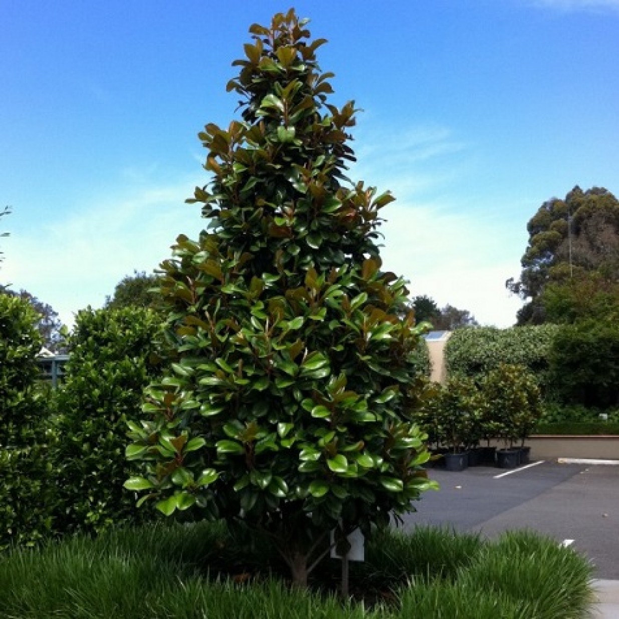 Magnolia grandiflora 'Teddy Bear'