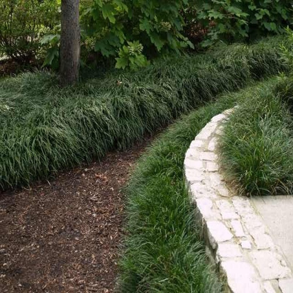 Ophiopogon japonicus - Mondo Grass