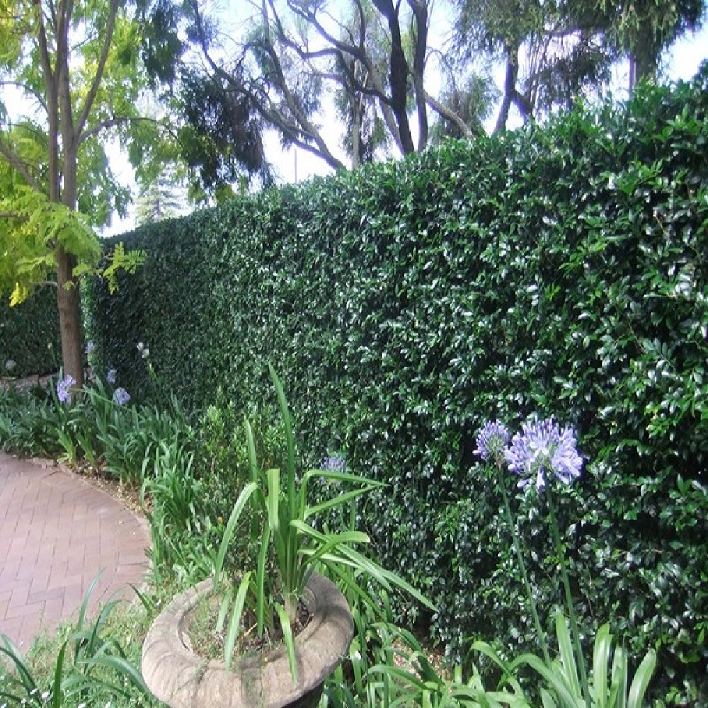 Murraya Orange Jasmine Hedging Plants