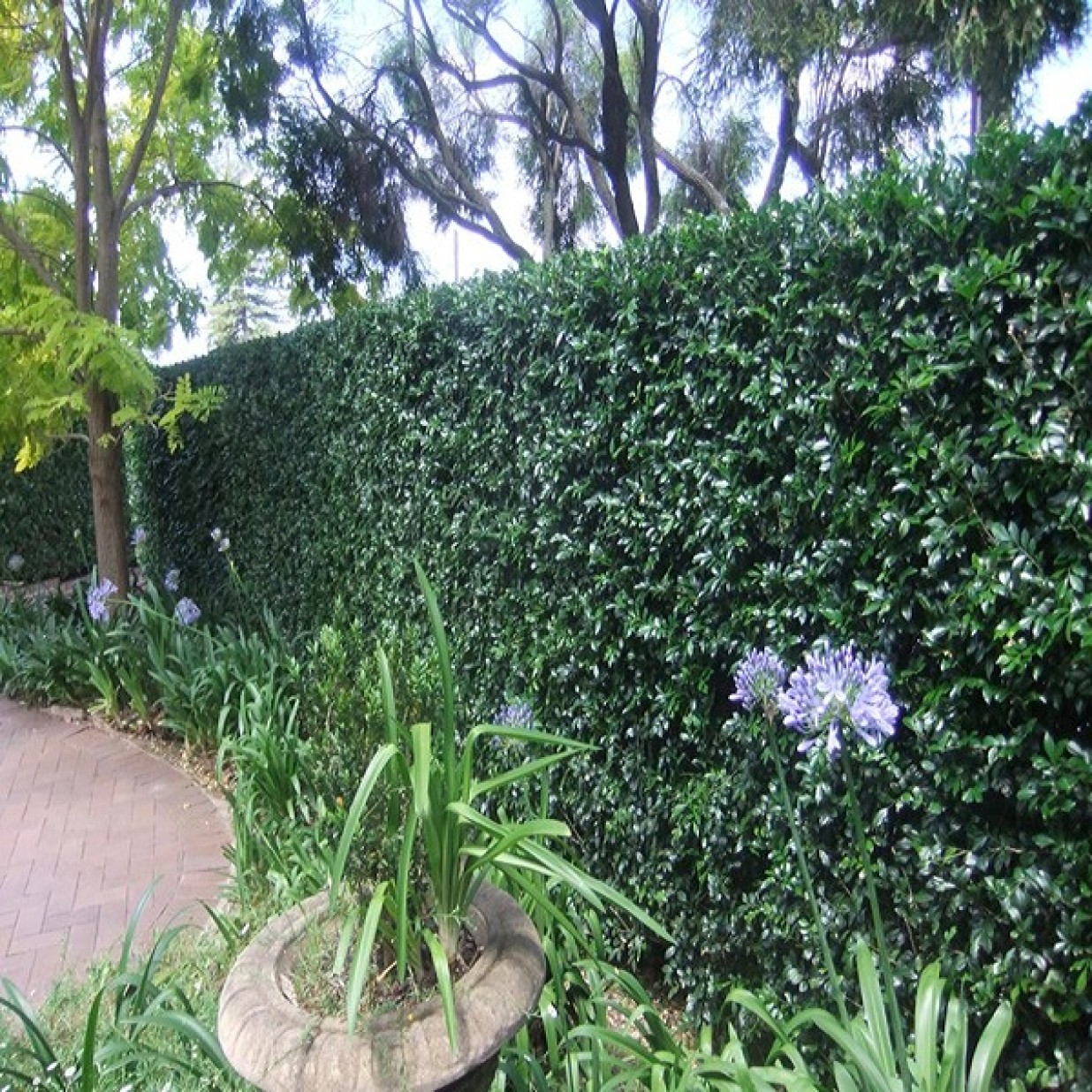 Murraya Orange Jasmine Hedging Plants