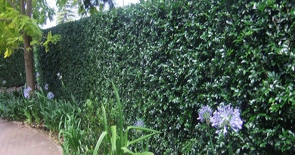 Murraya Orange Jasmine Hedging Plants