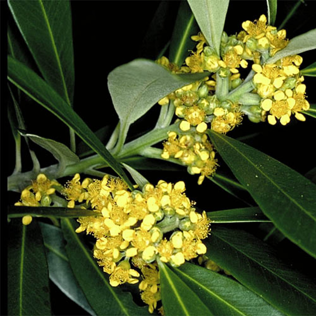 Tristaniopsis laurina - Water Gum/Kanuka Box