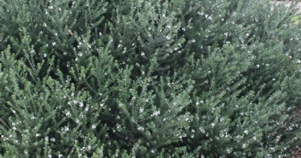 Westringia fruticosa - Coastal Rosemary