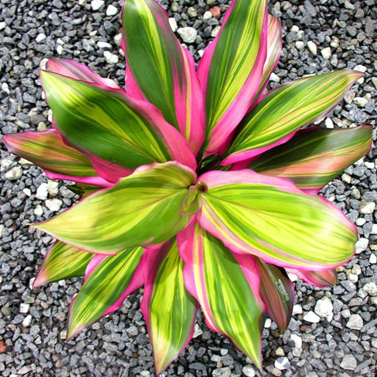 Cordyline australis 'Electric Pink'