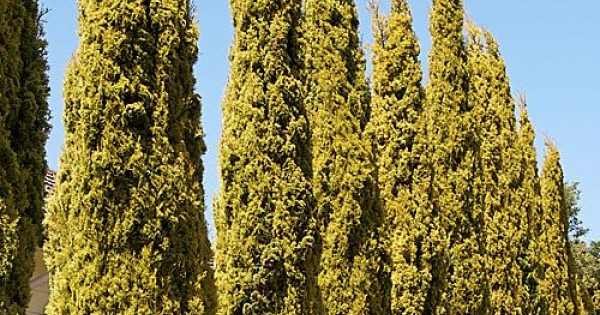 Golden Pencil Pine