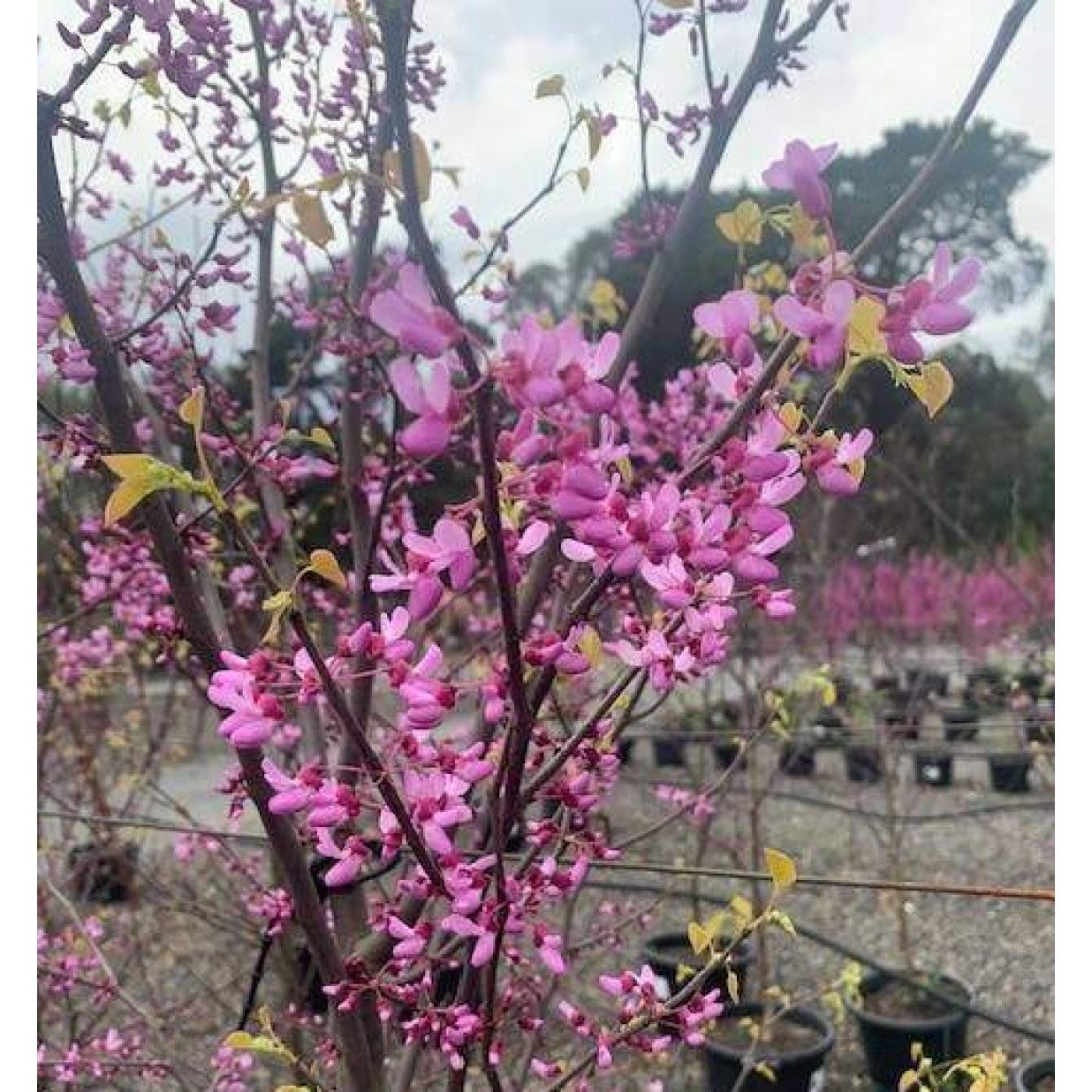 Cercis canadensis 'Forest Pansy'