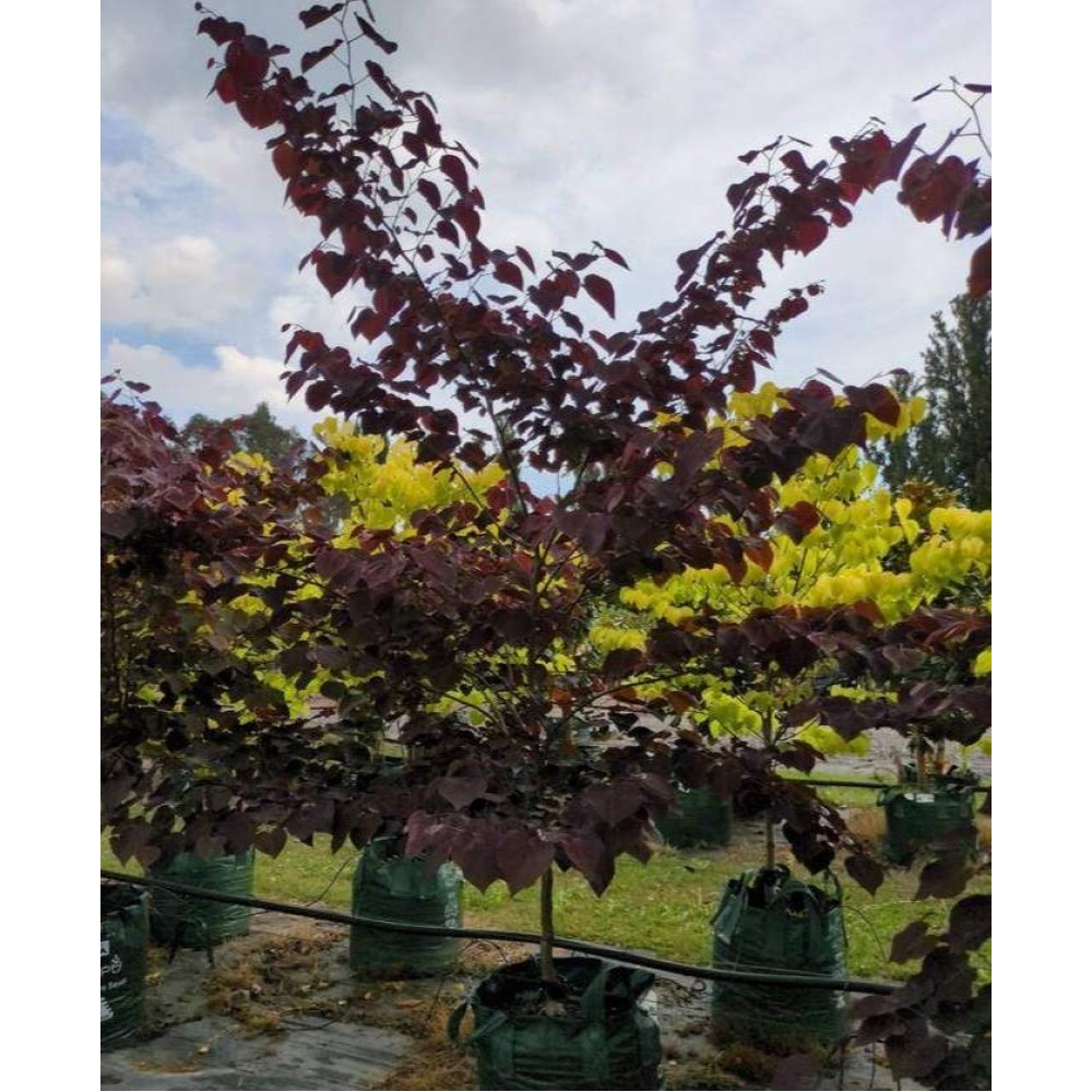 Cercis canadensis 'Forest Pansy'