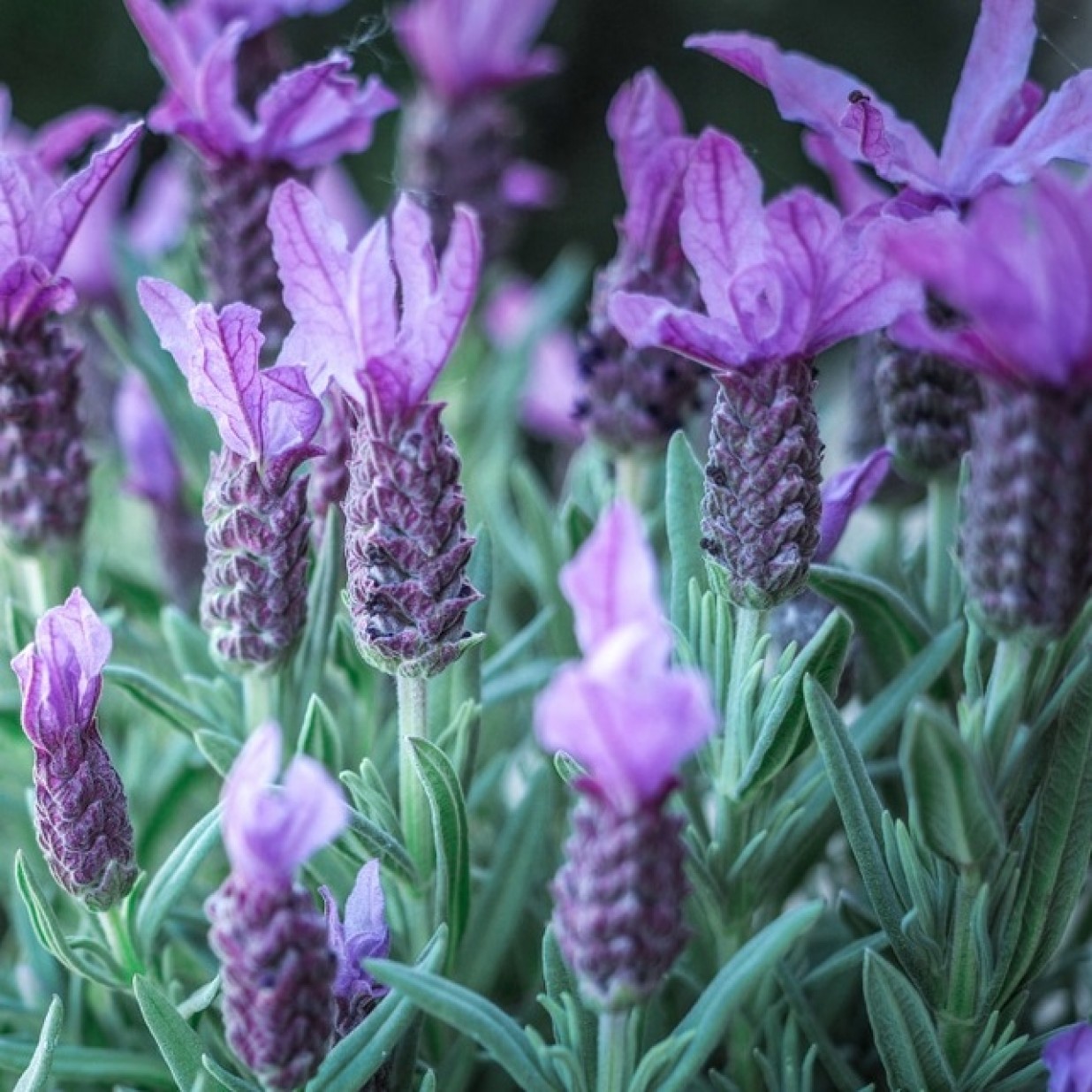 French Lavender dentata