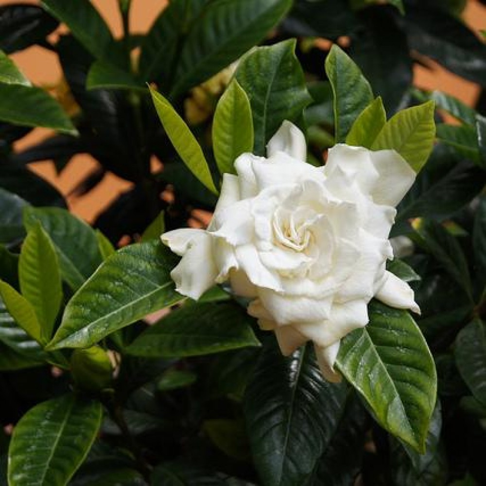 Gardenia augusta 'Magnifica' - Gardenia